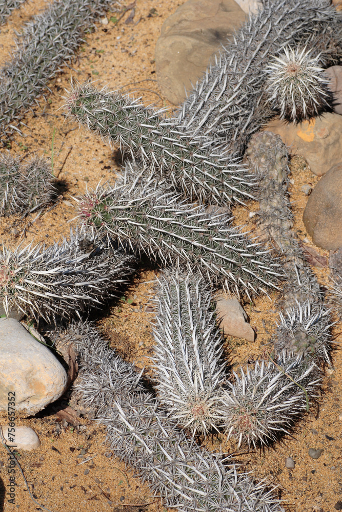 Stenocereus eruca, commonly known as the creeping devil Stock Photo ...