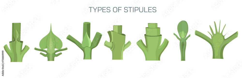 stipule arrangement vector. Types of stipules in leaf. Botany and its ...