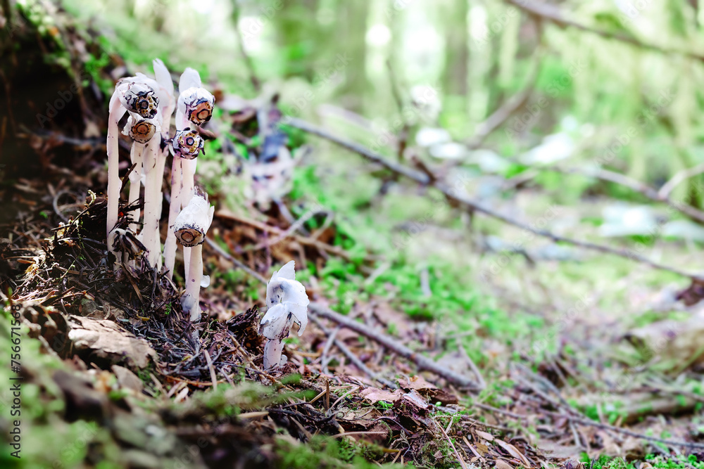 Foto de Ghost plants growing on forest forest ground. Unusual waxy ...