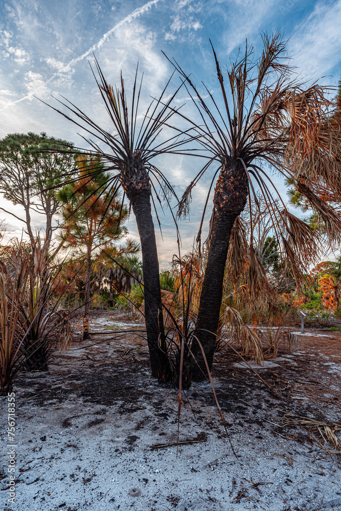 Palm trees, forest after prescribed fire. Florida wildlife. Honeymoon ...
