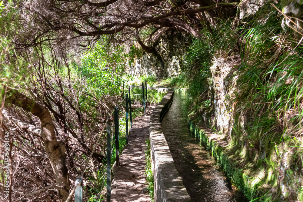 Idyllic Levada walk in ancient subtropical Laurissilva forest of ...