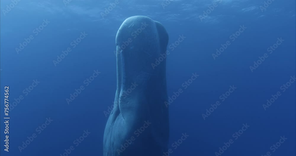 Close-up footage of a large male sperm whale sleeping in a vertical ...