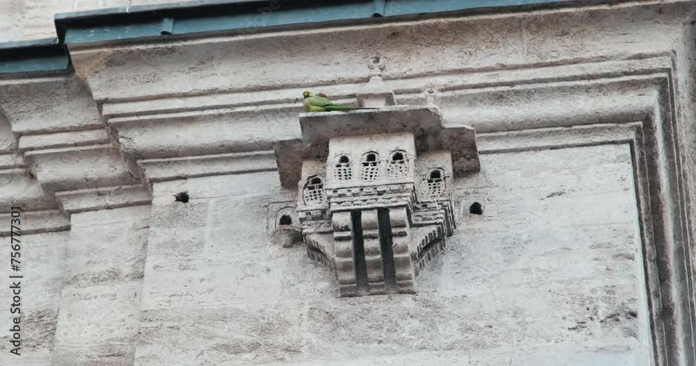 Green parrot and sparrow in the bird's nest on the wall of Ayazma ...
