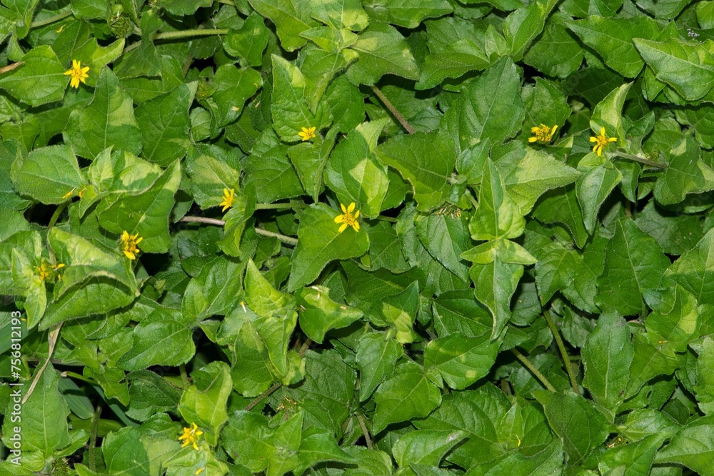Straggler Daisy (Calyptocarpus vialis) weeds in a backyard, closeup ...