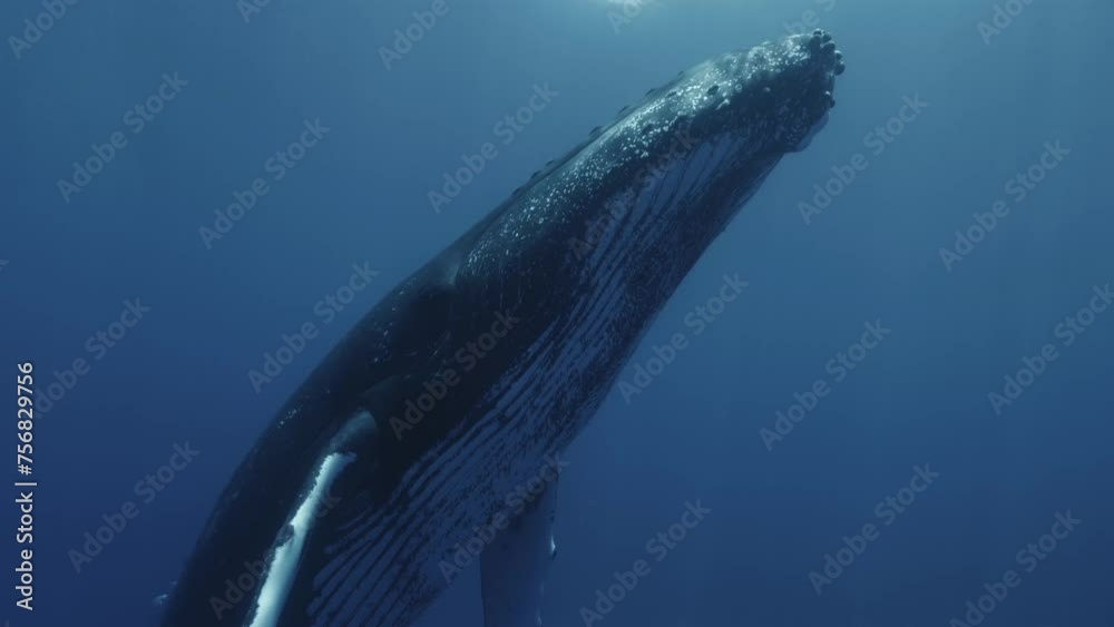 A mother humpback whale gently ascends to the surface with her calf ...