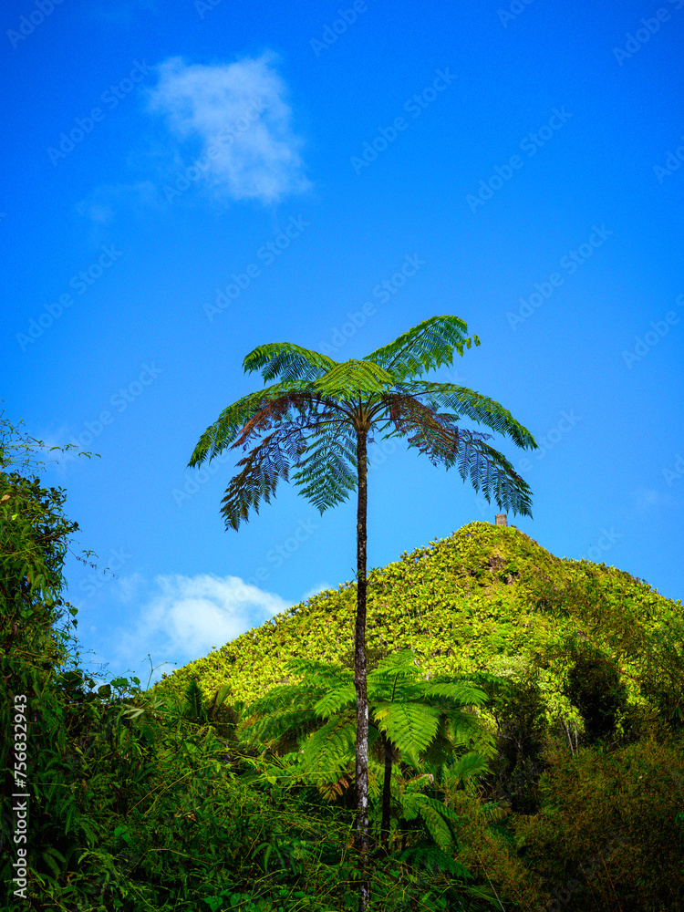 Tall Cyathea Tree Ferns with cup-shaped leaves growing over the ...