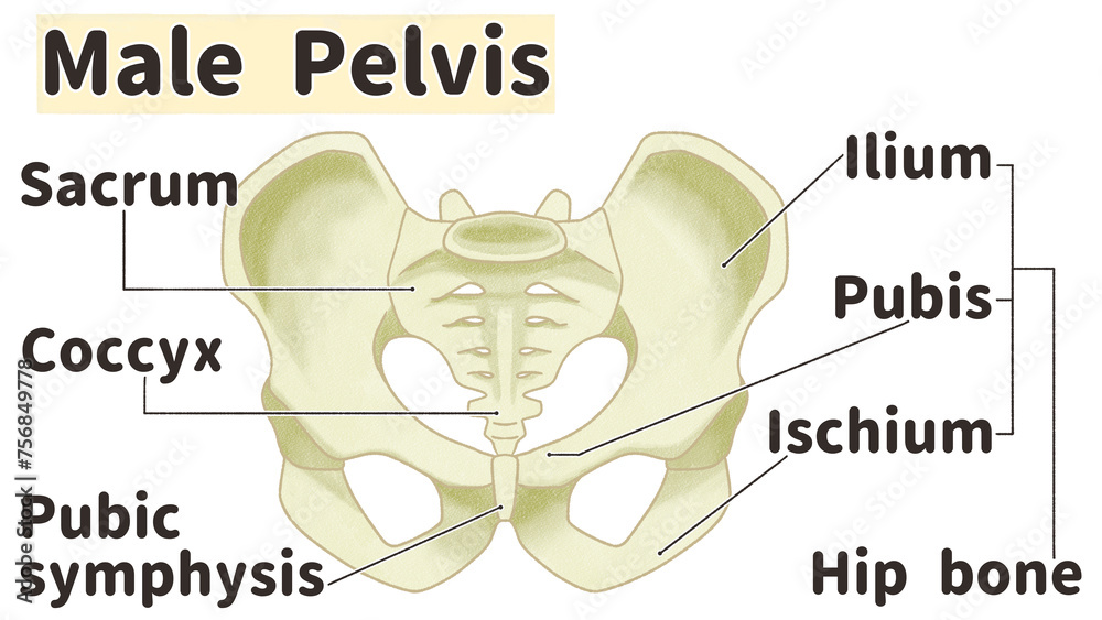 Anatomy of male pelvis Front view Labeled diagram PNG Stock ...