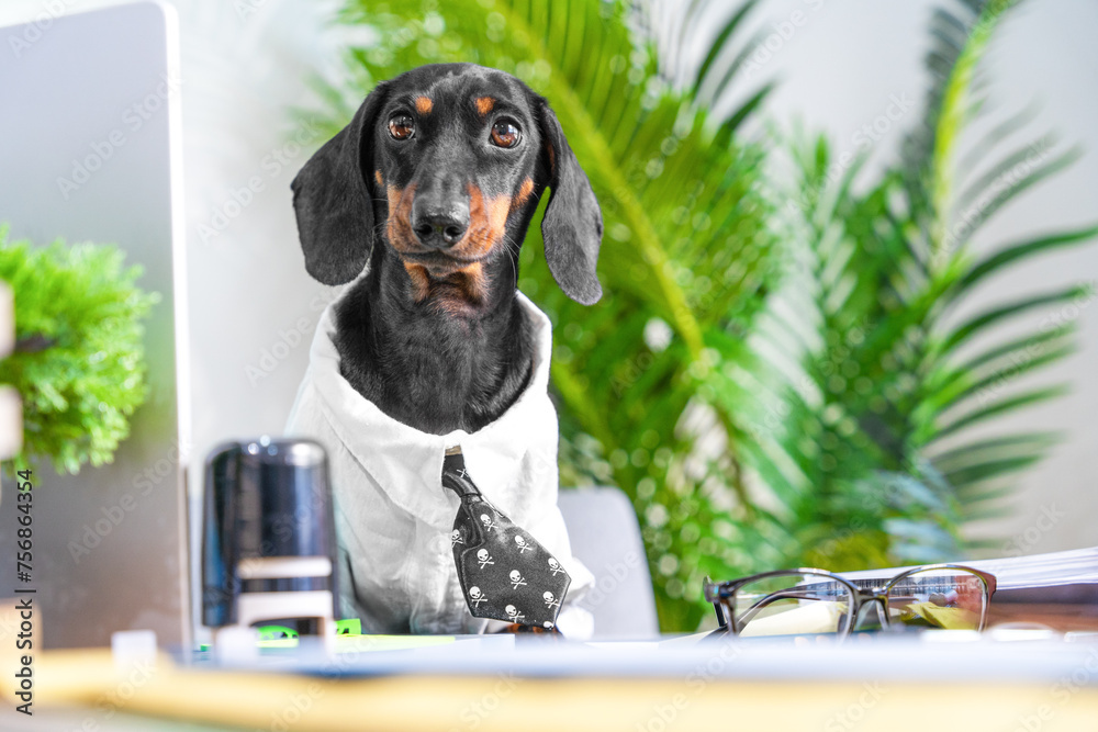 Office worker in white shirt, tie at work desk, executive dog trainee ...