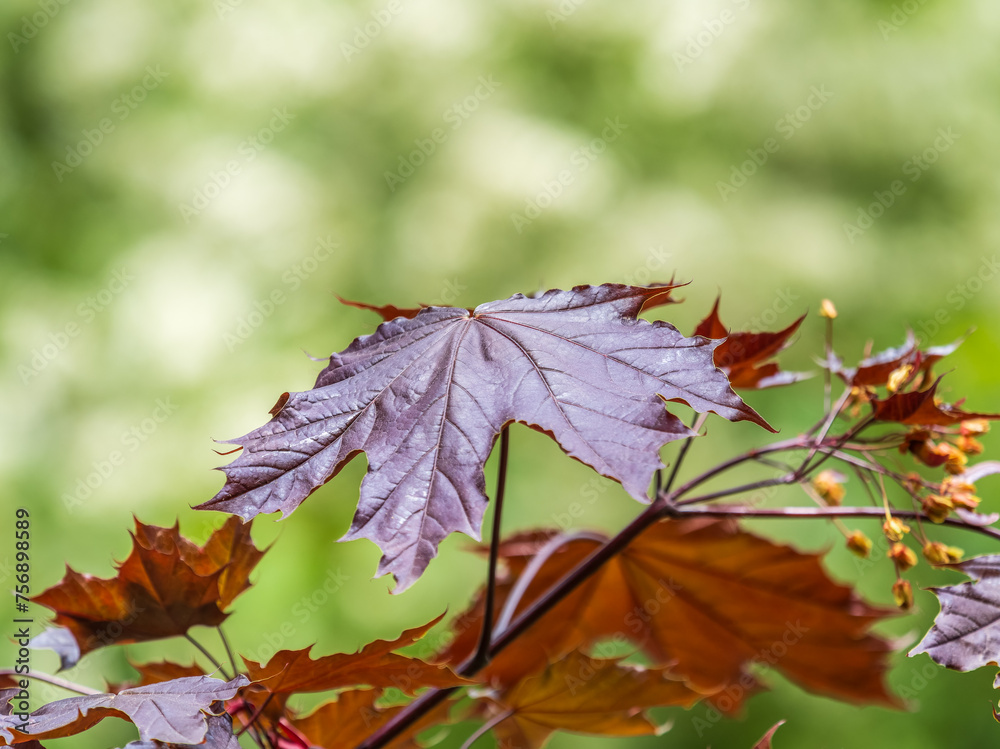 Tree branch with dark red leaves, Acer platanoides, the Norway maple ...