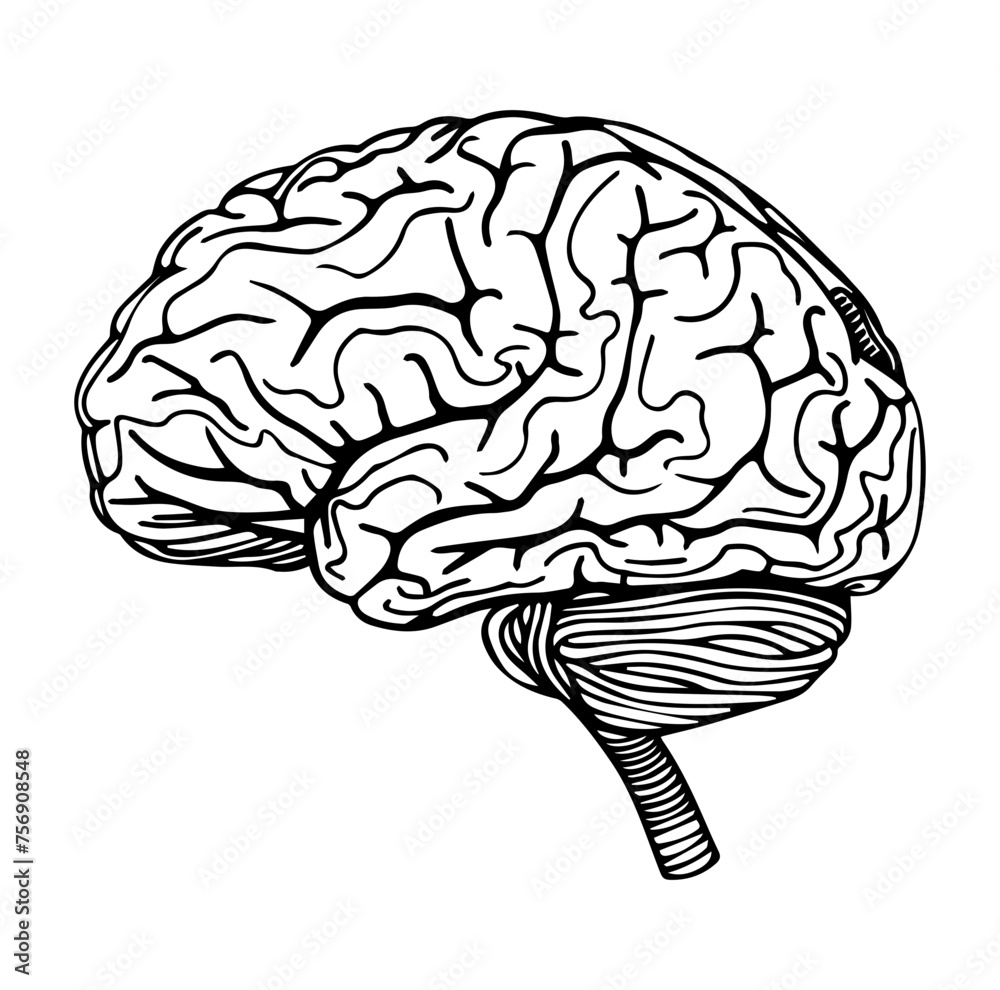 Human brain side view Isolated vector illustration. brain doodle Stock ...