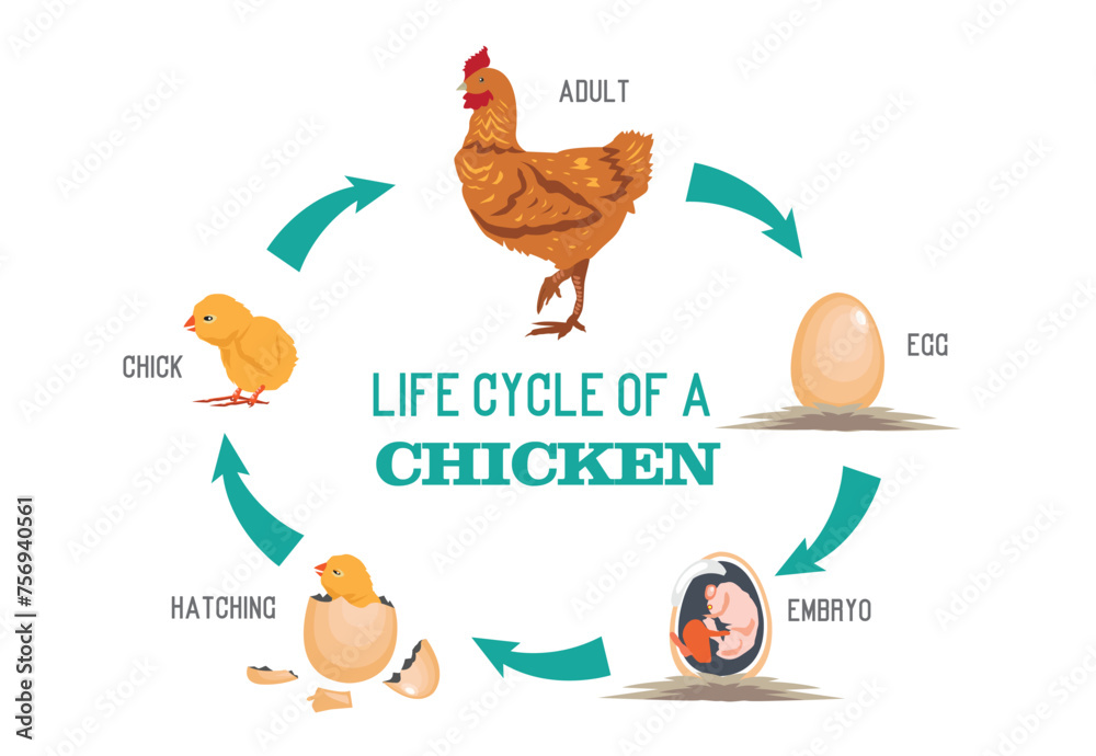 Life Cycle of a Chicken. From egg to hen. Editable Clip Art. Stock ...