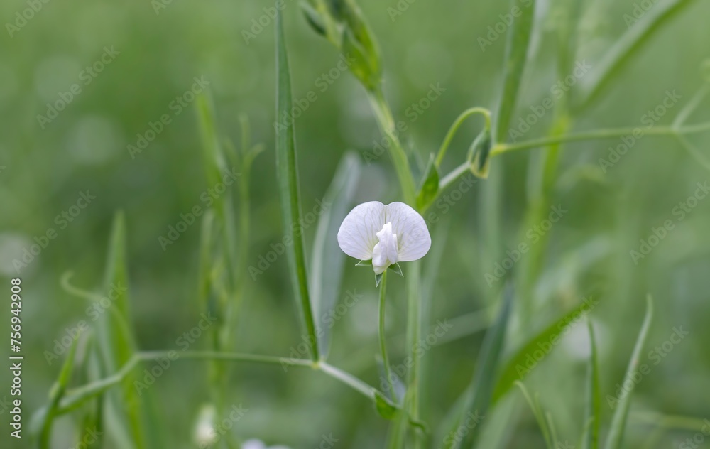 Grass Pea Flower or Chickling Vetch Plant with Selective Focus, Also ...