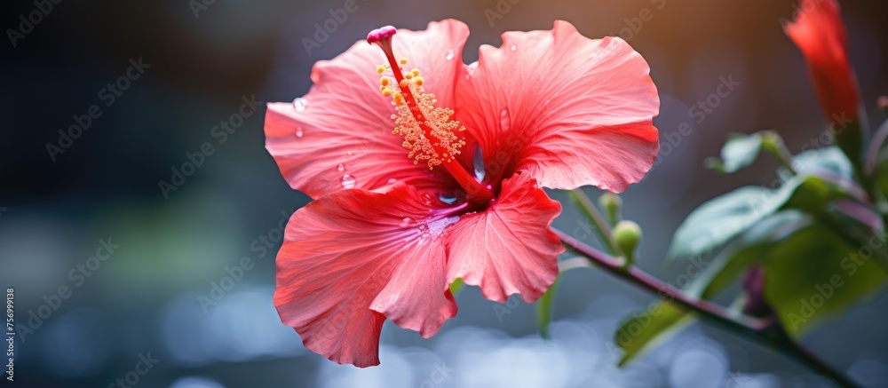 A closeup of a pink Hawaiian hibiscus flower, a terrestrial plant in ...