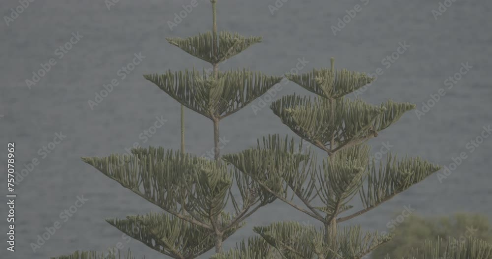 Turkey Pine Tree. Araucaria Heterophylla Or Excelsa Is Species Of ...