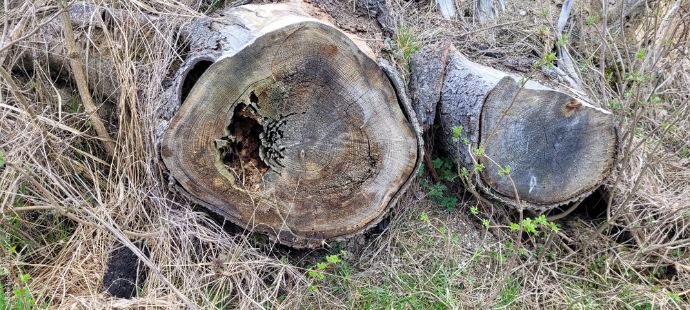 redneck Infested trees, bark beetle damage forest pests, tree ...