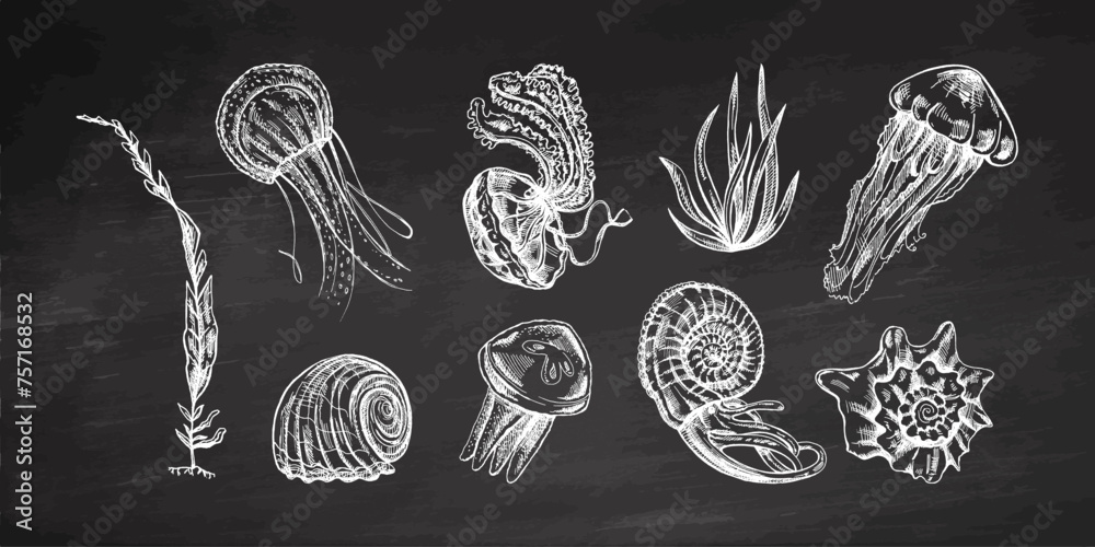 Seashells, jellyfishes, ammonite, nautilus mollusc, seaweed vector set ...