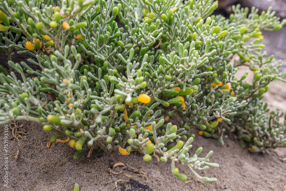 Canarian Bean Caper, Tetraena fontanesii, Zygophyllum fontanesii, is a ...