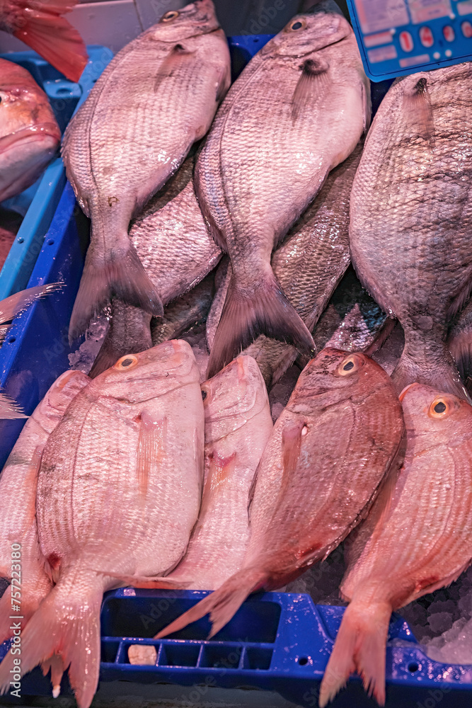 Urta or rock sama, Pagrus auriga, wild rock fish, family of the sea ...