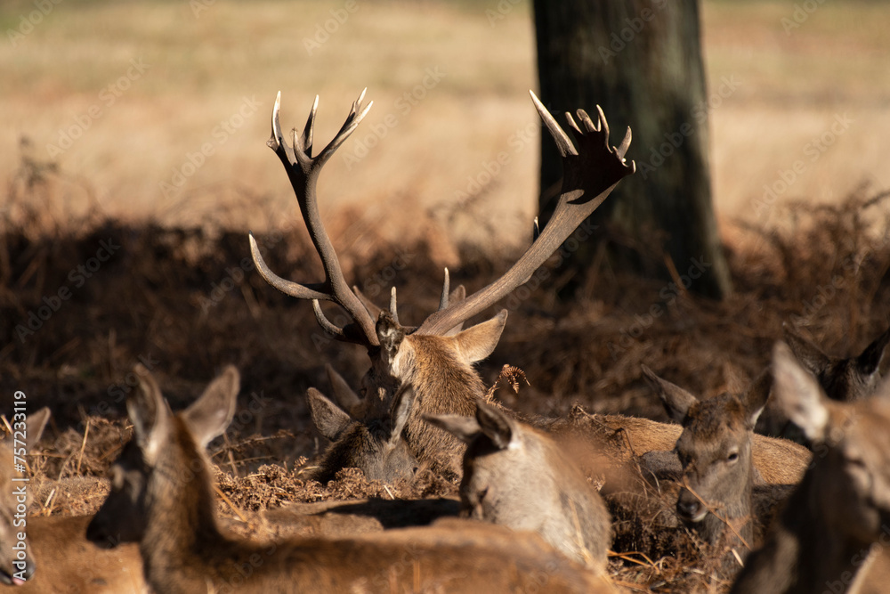 Splendid deer with damaged antlers sitting down looking backwards ...
