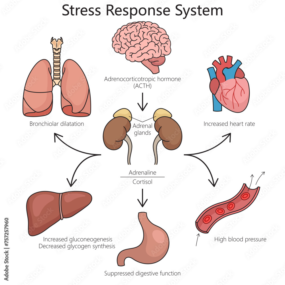 Stress response system structure diagram hand drawn schematic vector ...