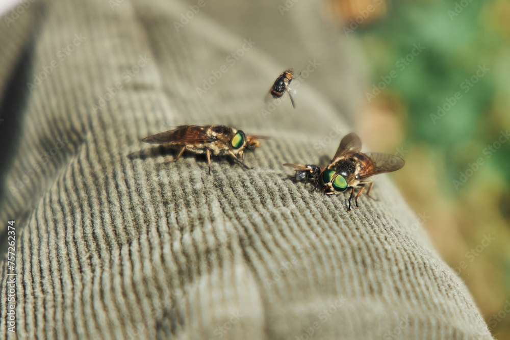 Insects, flies or gadflies on clothes. Wild biting insects. Animals and ...