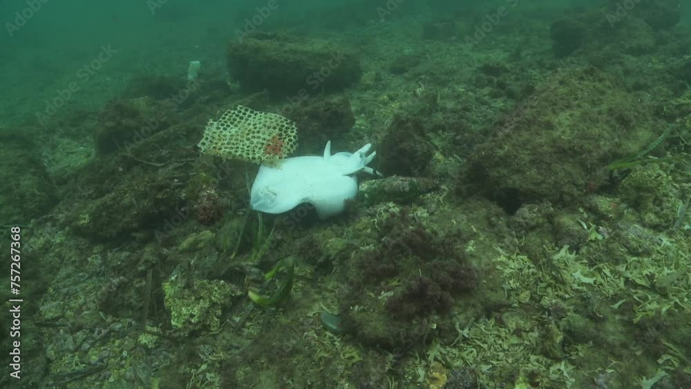 A stingray, dead from pollution, lies on its back on the sea floor ...