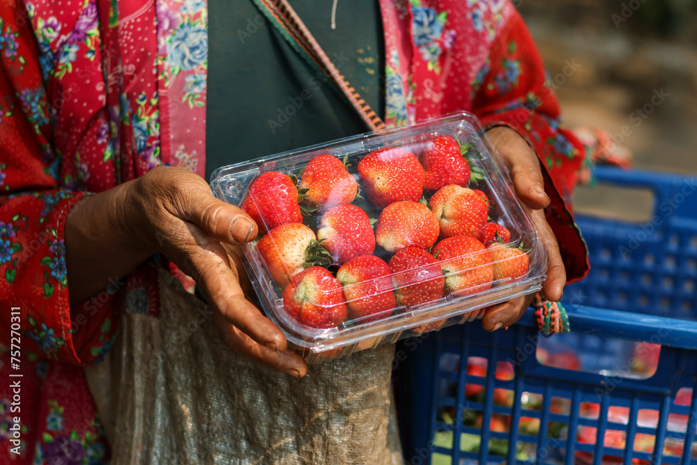 Selective focus large fresh strawberries in a clear plastic box. In the ...
