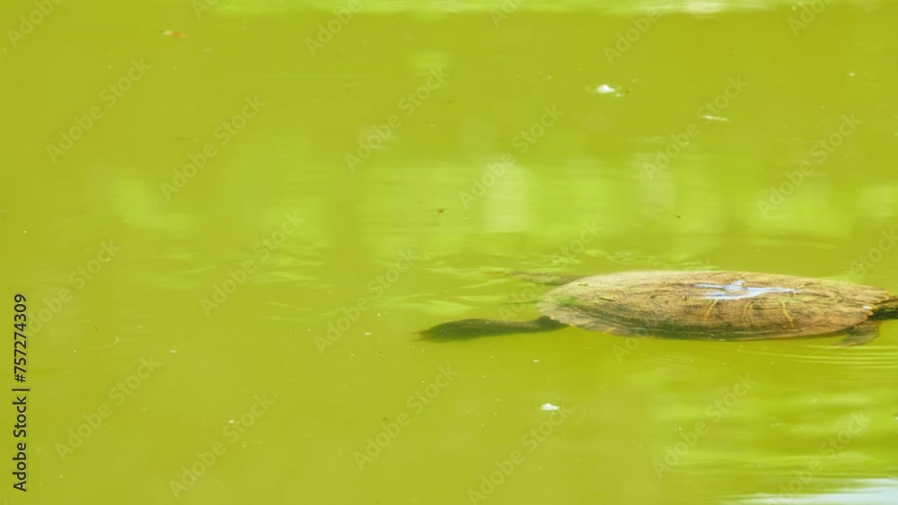 European pond turtle (Emys orbicularis), also called the European pond ...
