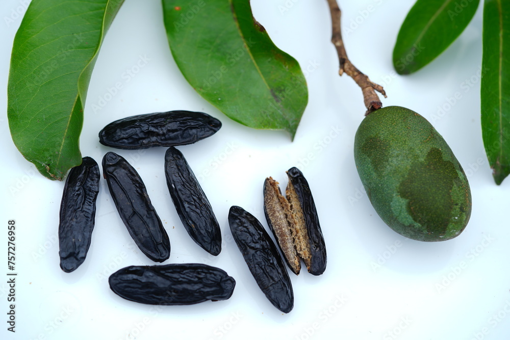Dry beans of the cumaru tree (Dipteryx odorata). Leaves and an unripe ...