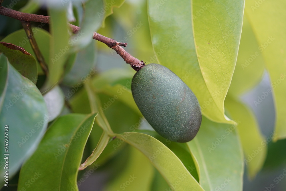 Unripe fruits and leaves of the cumaru tree (Dipteryx odorata) against ...