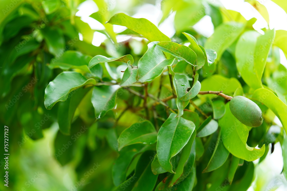 Foto de Unripe fruits and leaves of the cumaru tree (Dipteryx odorata ...