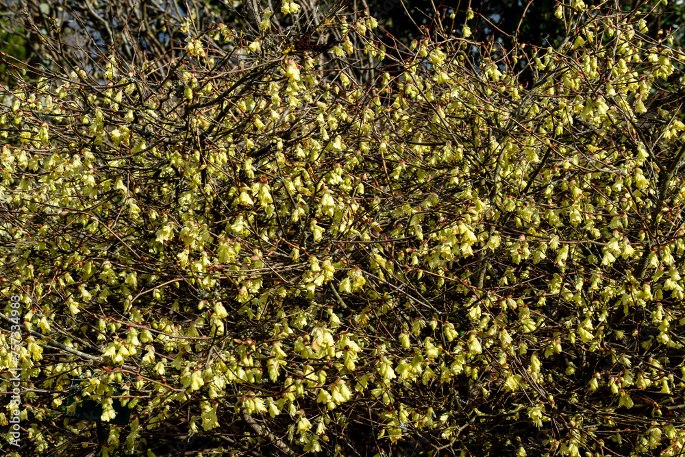Corylopsis pauciflora an early spring flowering shrub plant with a ...