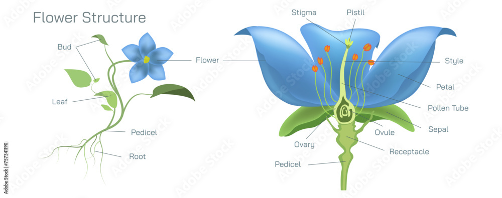 structure of flower vector. Types of parts in leaf. Botany and its ...