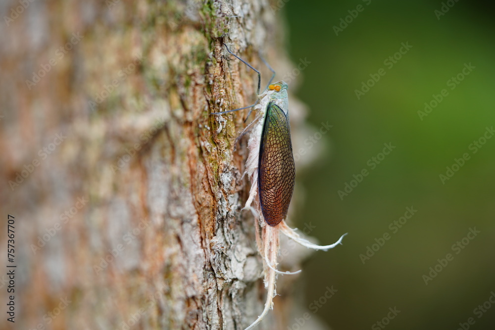 Wax-tailed planthopper Pterodictya reticularis in Amazon rainforest ...