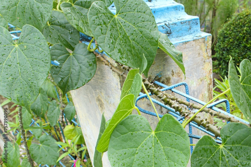 The brantawali or brotowali plant, which has the Latin name Tinospora ...