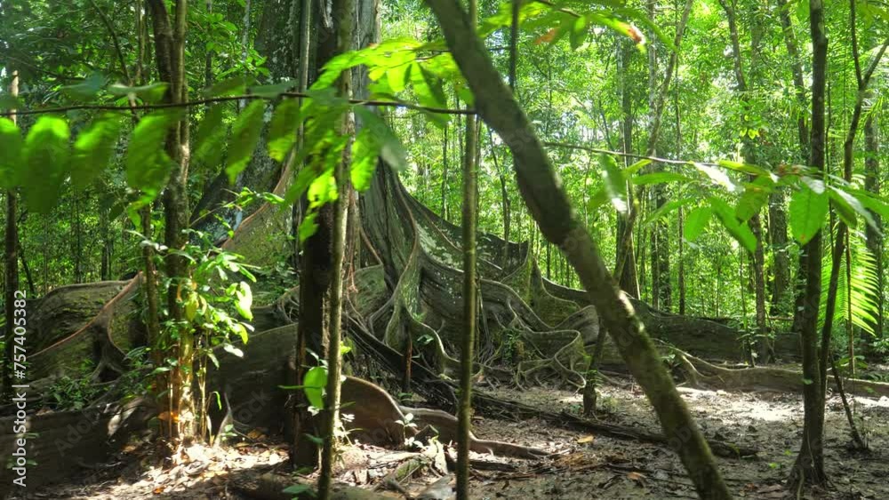 Vidéo Stock Grand mother old century tree with amazing big roots ...