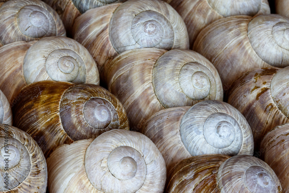 Artistic mosaic of nature, swirling spirals of calcium carbonate, the ...