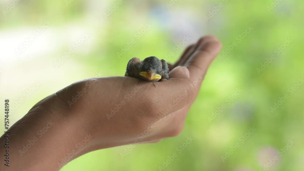 small baby bird falling out of a nest in the palm of a person. Nestling ...