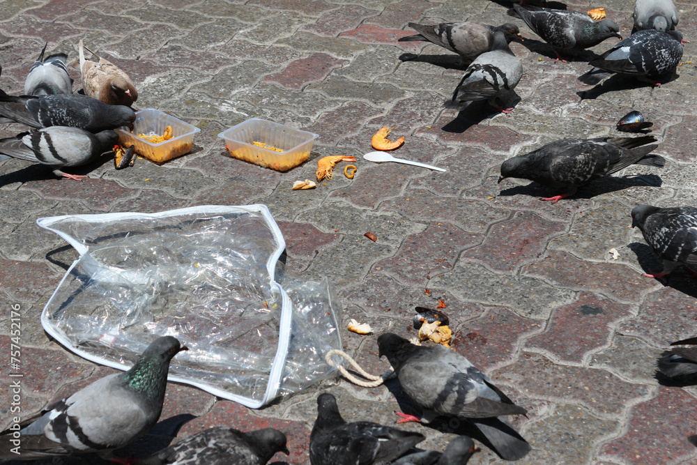 Urban pigeons eating street food abandoned on the pavement. Prawns ...