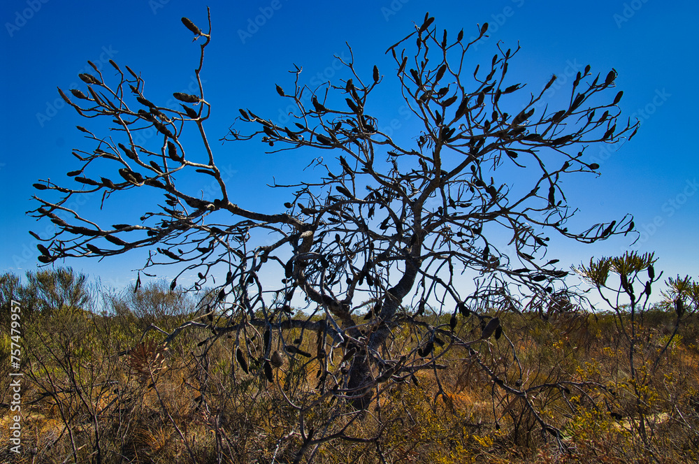 Silhouette of a dead banksia tree in Western Australia. Banksias are ...
