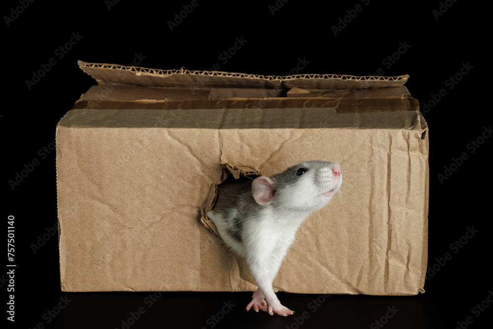A colored rat comes out of a hole in a cardboard box. The mouse gnawed ...