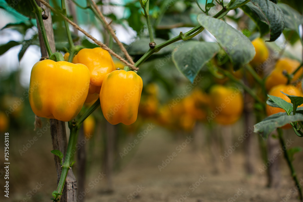The beauty of vibrant yellow and red capsicum hanging gracefully on ...
