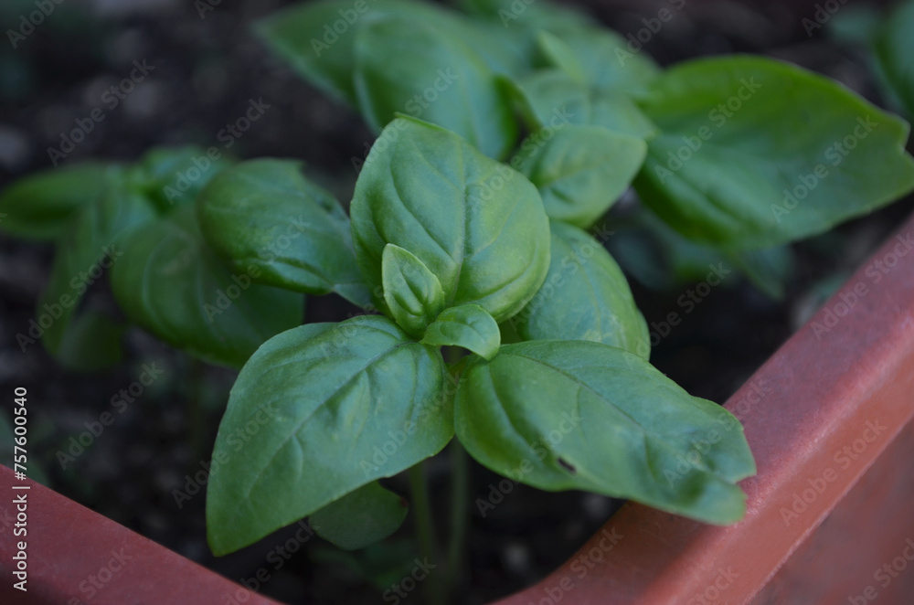 Pequeña planta de albahaca en maceta creciendo en la huerta. Stock ...