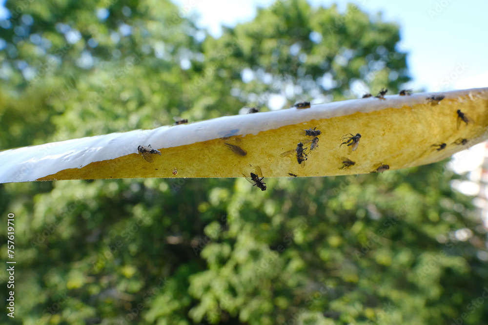 paper tape smeared with glue, flypaper for insects, lot of many killed ...