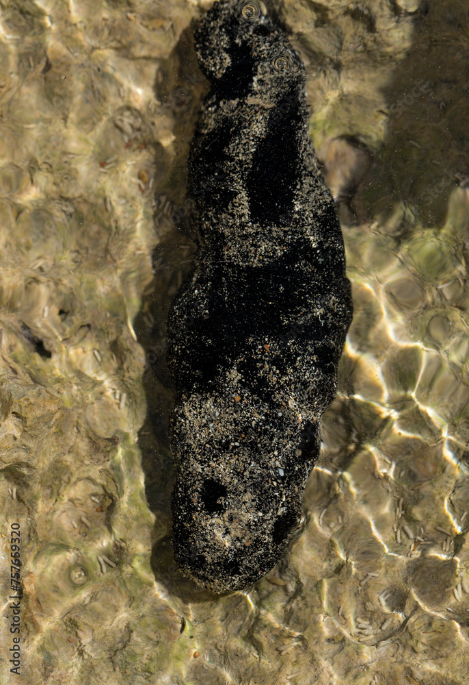 Holothuria edulis, commonly known as the edible sea cucumber or the ...