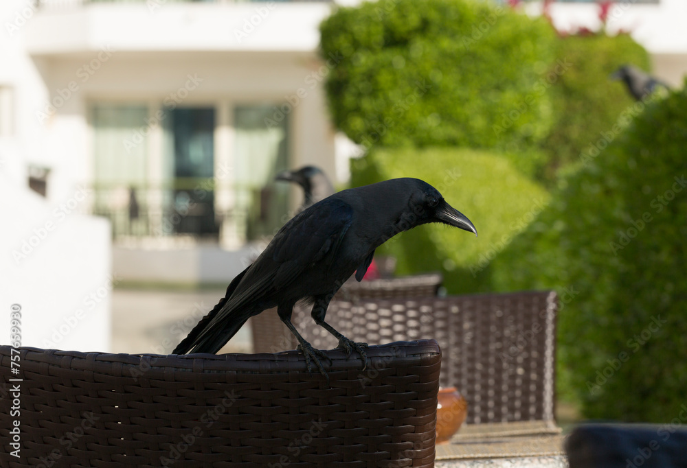 House crow (Corvus splendens), also known as the Indian, greynecked ...
