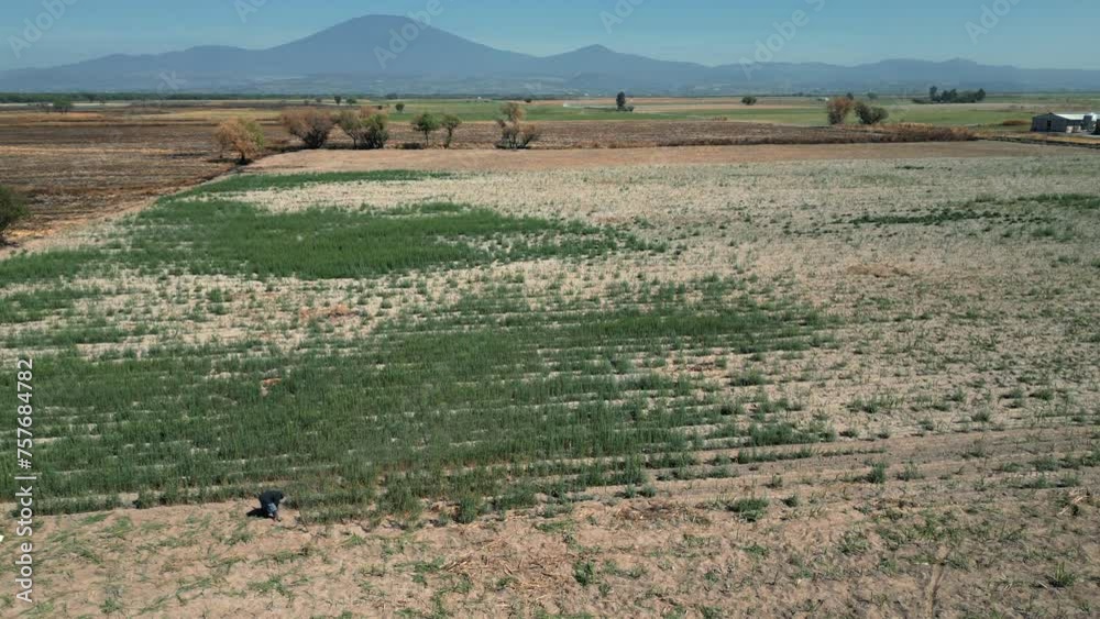 Trabajador de sembradios en tierra fertil agricultor sembrando caña de ...