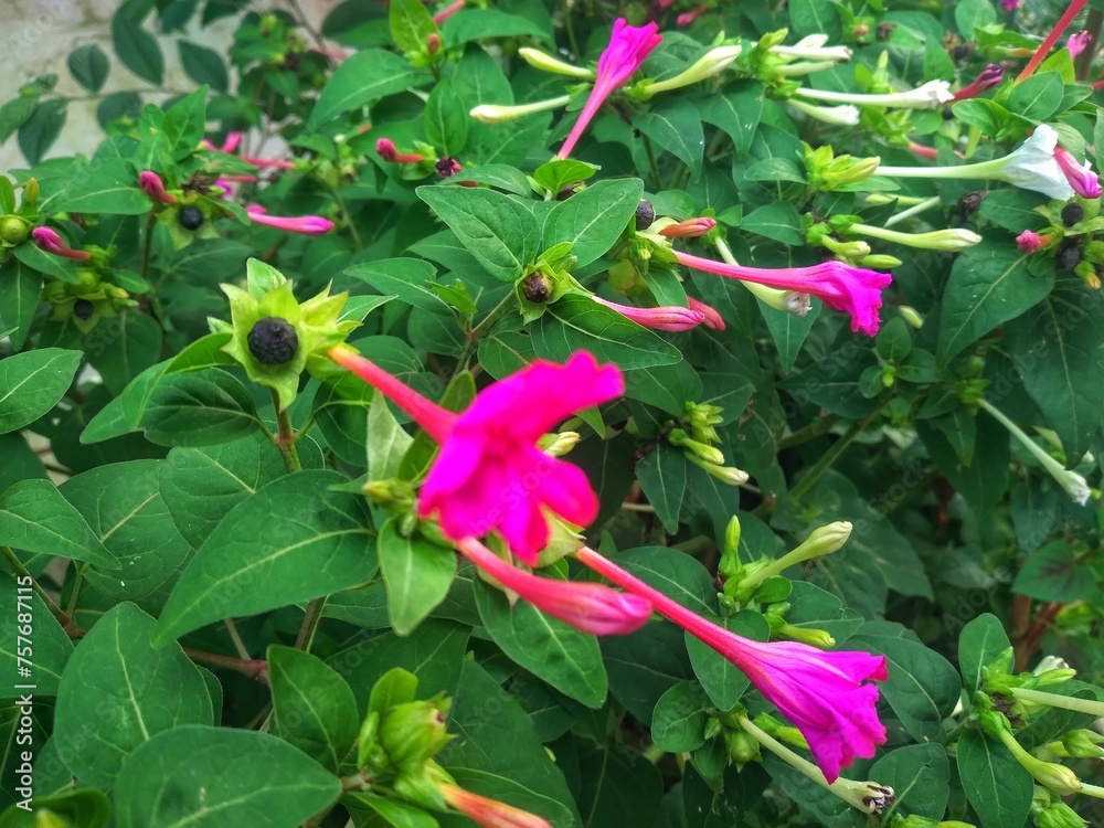 Mirabilis jalapa - Closeup of the peruvian flower, Mirabilis jalapa ...