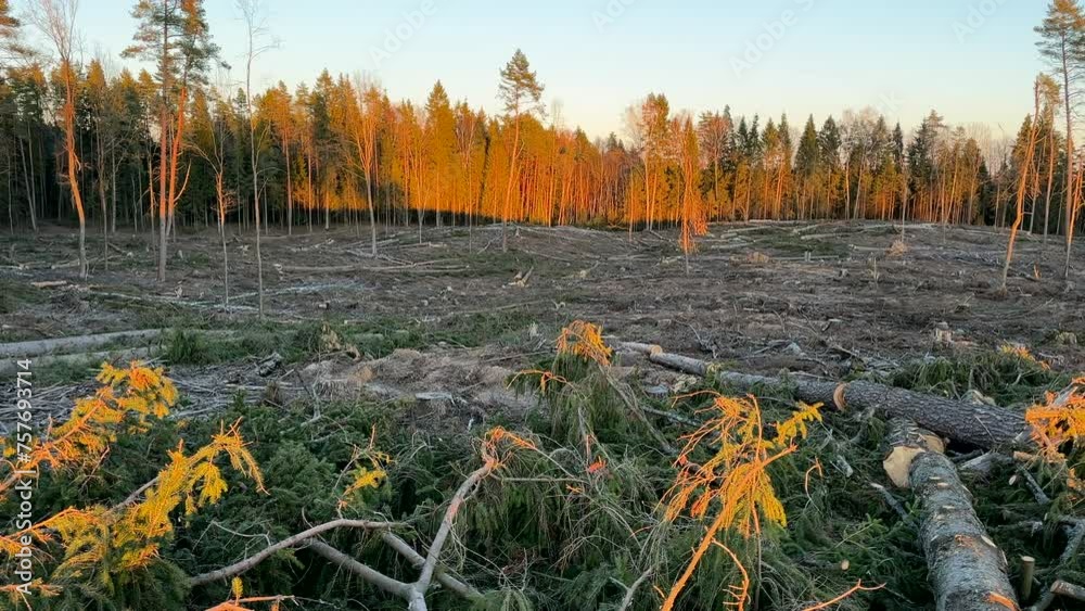 Deforestation and forest clearance. Illegal logging. Forest destruction ...