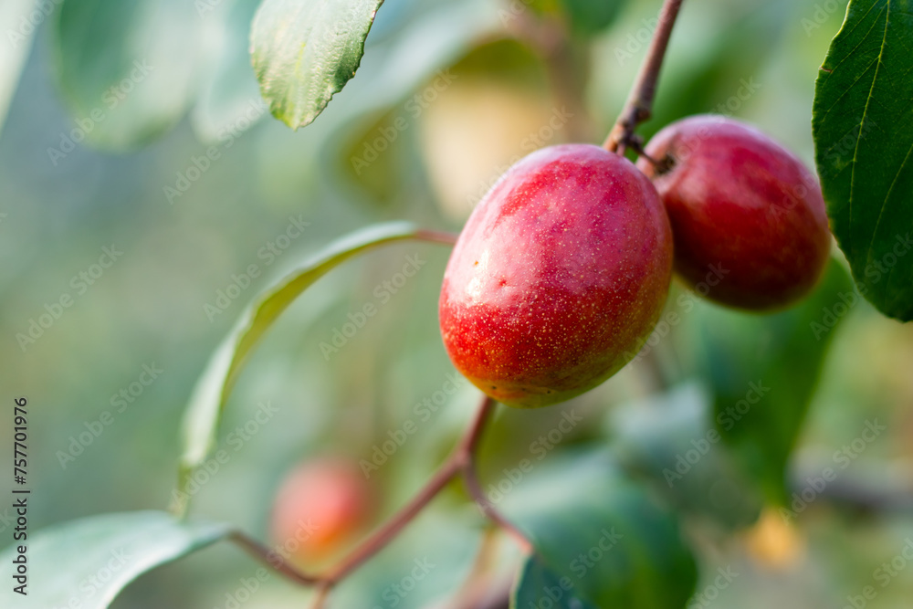 The jujube fruit, also known as the red date or Chinese apple Stock ...